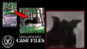 Watch: Huge, Dark Creature in the Woods of Delaware – The National ...