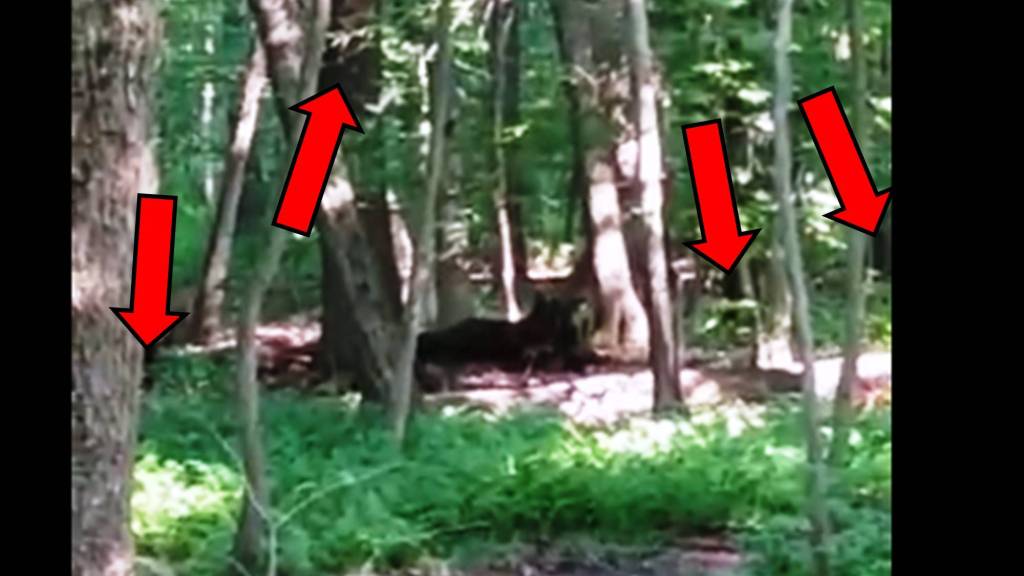 Watch: Huge, Dark Creature in the Woods of Delaware – The National ...