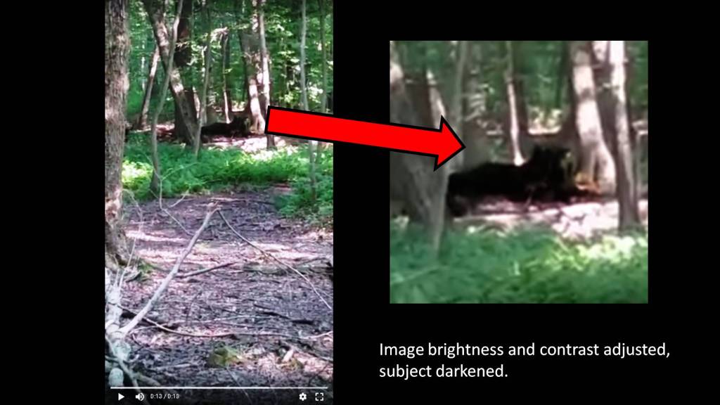 Watch: Huge, Dark Creature in the Woods of Delaware – The National ...