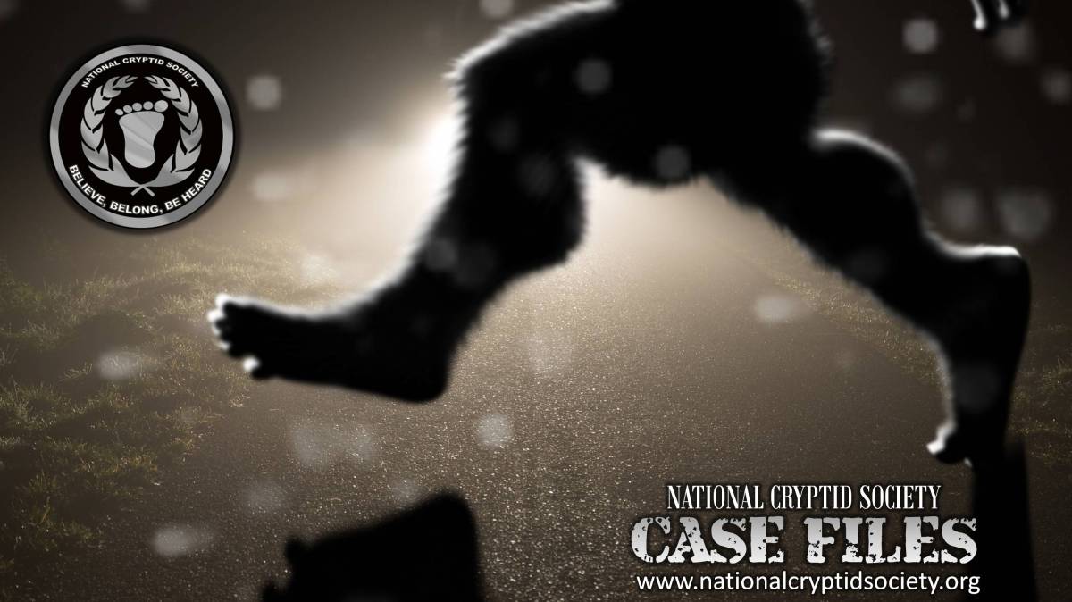Skunk Ape Sighting Near Ocala National Forest, Florida – The National ...