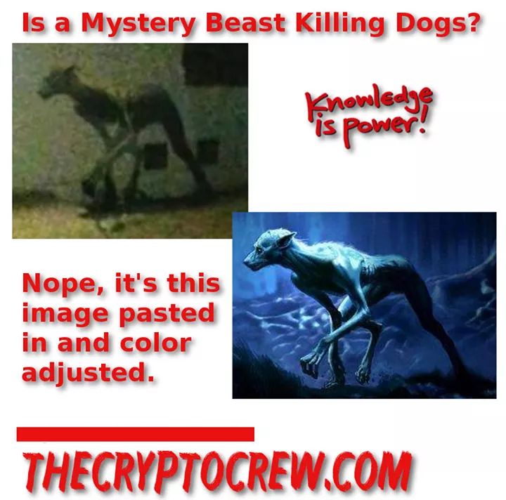 Is it Real or the Werewolf from “Harry Potter?” Alleged Dogman photo ...